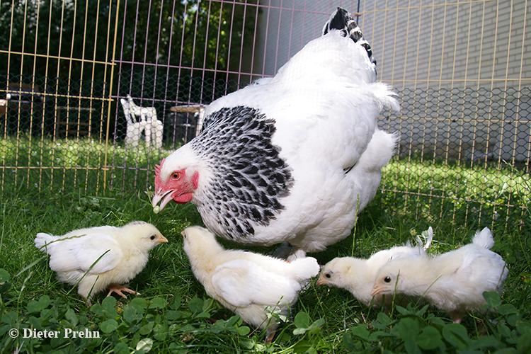 Sundheimer | Huehnerhof.net