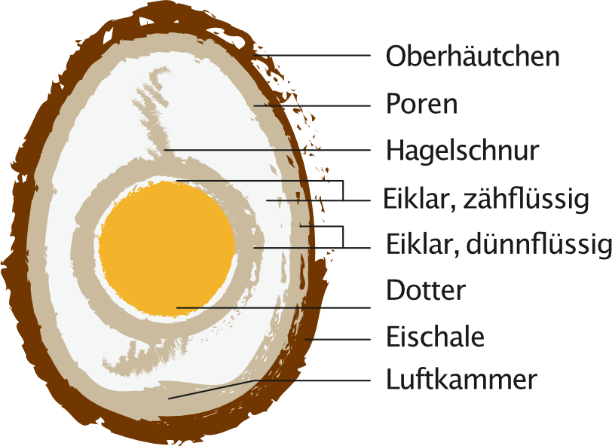 Eientwicklung - Huehnerhof.net
